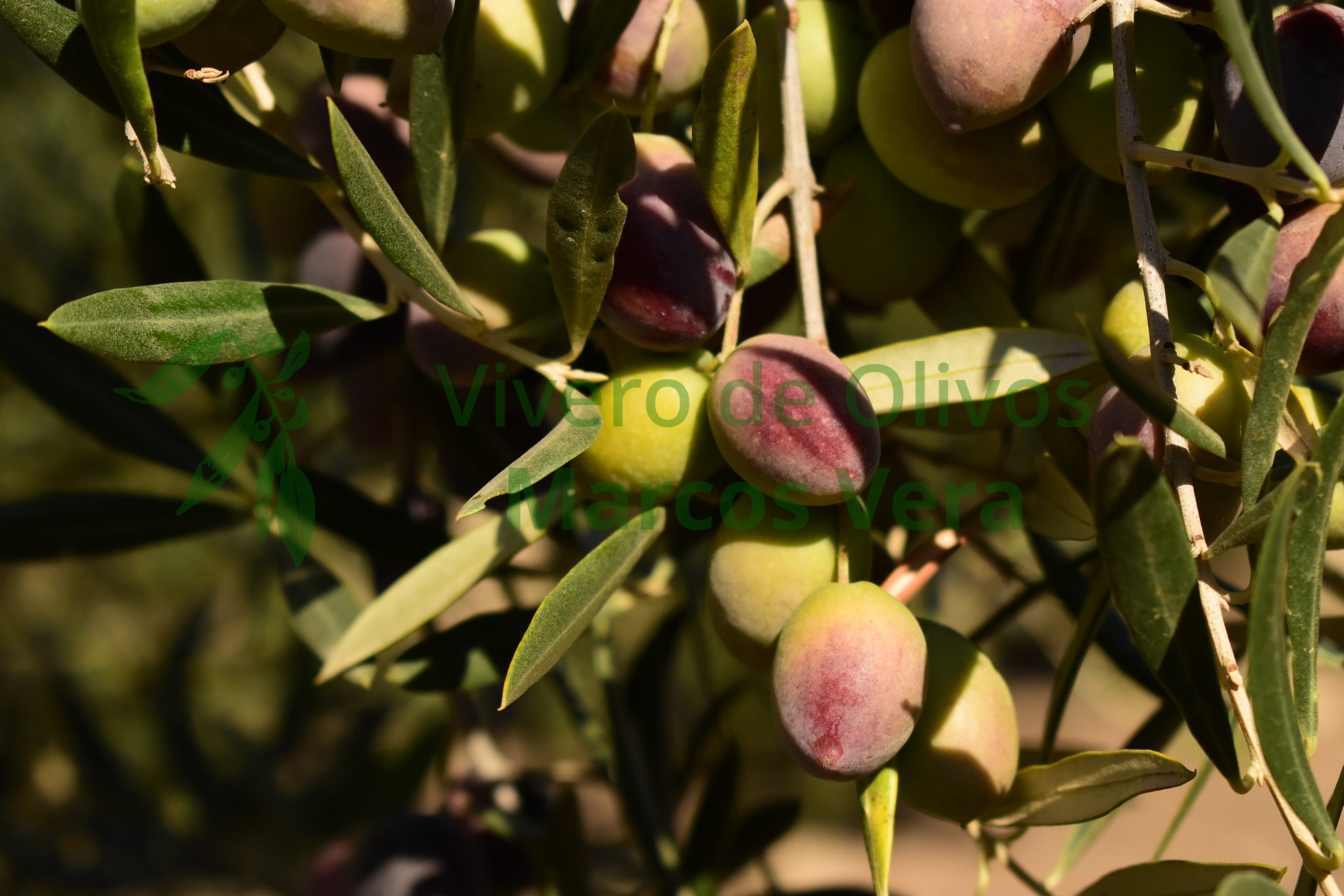 Picual – Vivero de olivos Marcos Vera